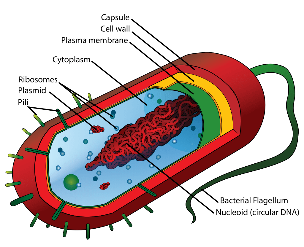 Capsules, Flagella, Pili, Spores - Class Notes