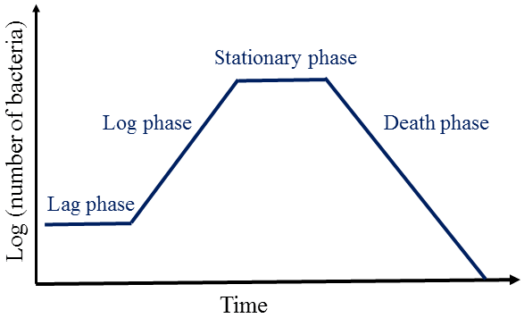 Growth Phases: Lag, Log, Stationary, Decline - Class Notes