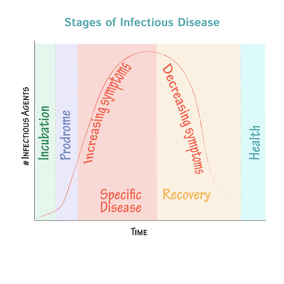 Disease Development And Stages Of Infection - Class Notes