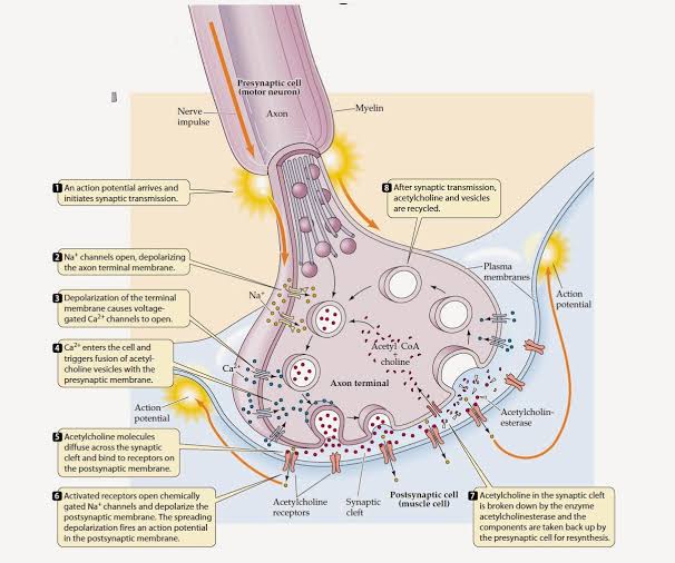 Neurons And Synaptic Transmission - Class Notes
