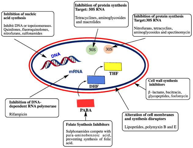 Antibiotics: Classes And Modes Of Action - Class Notes