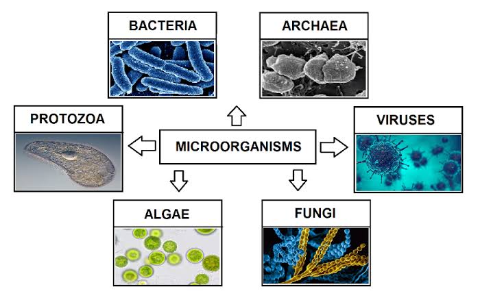 Major Microbial Groups: Bacteria, Viruses, Fungi, Protozoa, Algae ...