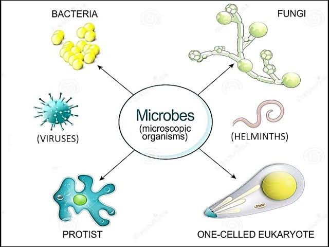 Major Microbial Groups: Bacteria, Viruses, Fungi, Protozoa, Algae ...