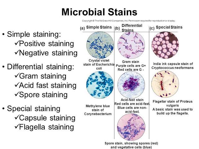 Simple, Differential, And Special Stains - ClassNotes.ng