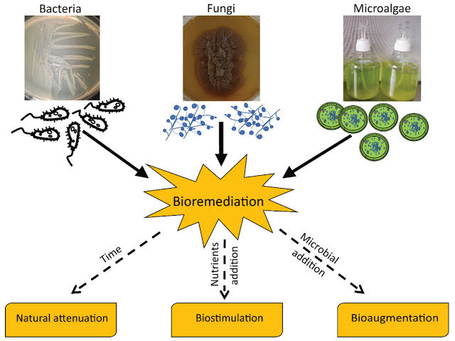 Microbes In Fermentation And Bioremediation - ClassNotes.ng