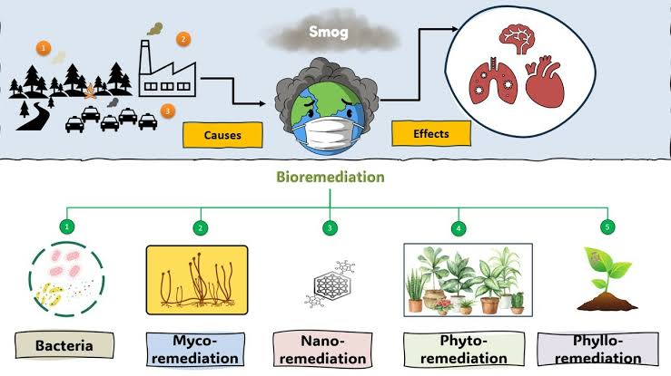 Microbes In Fermentation And Bioremediation - ClassNotes.ng