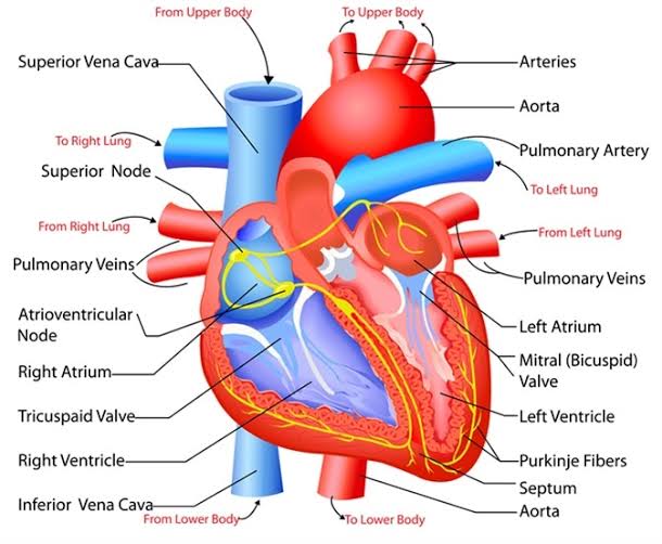 Heart Structure And Function - ClassNotes.ng