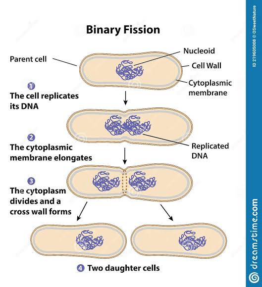 Binary Fission - ClassNotes.ng