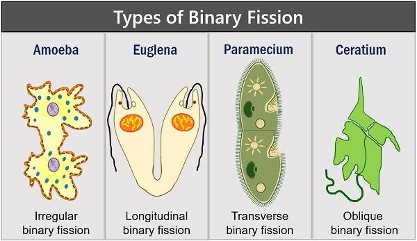 Binary Fission - ClassNotes.ng