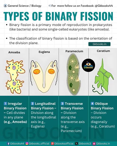 Binary Fission - ClassNotes.ng