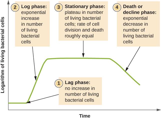 Growth Phases: Lag, Log, Stationary, Decline - Class Notes