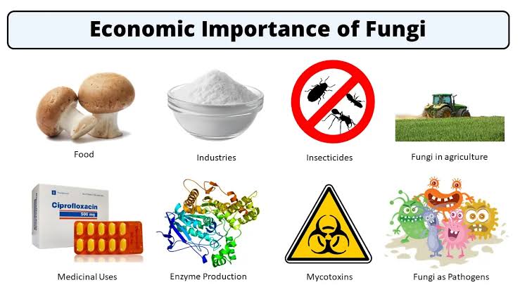 Economic Importance (Useful And Harmful Fungi) - ClassNotes.ng