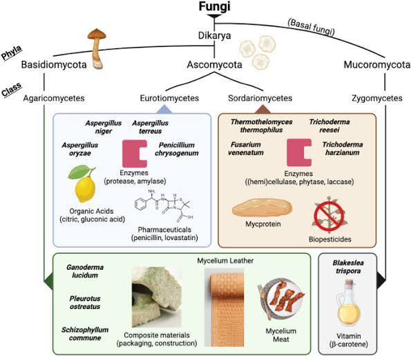 Economic Importance (Useful And Harmful Fungi) - ClassNotes.ng