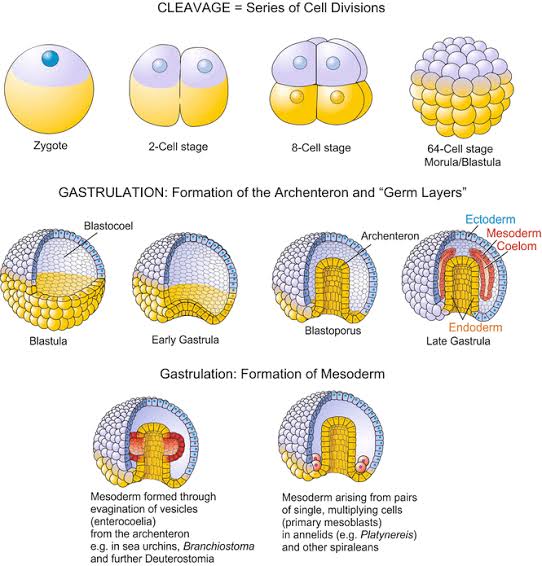 Early Embryogenesis In Animals - ClassNotes.ng