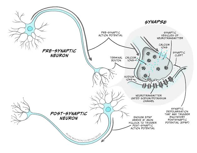 Action Potentials And Synaptic Transmission - ClassNotes.ng