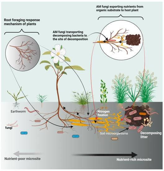 Roles Of Microbes In Nature - ClassNotes.ng