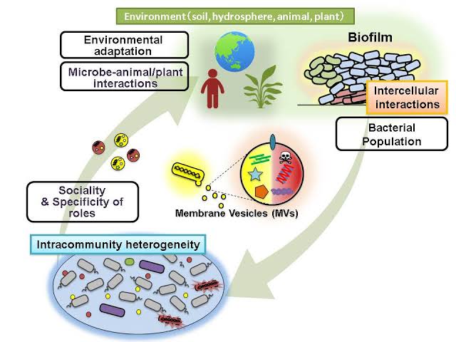 Roles Of Microbes In Nature - ClassNotes.ng
