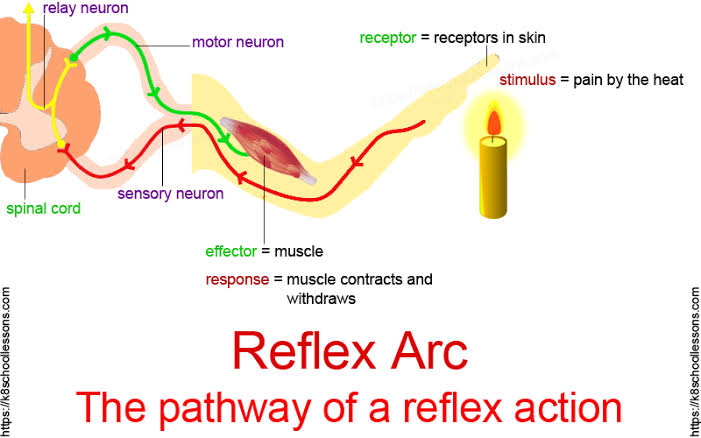 Reflex Pathways And Integration - Class Notes