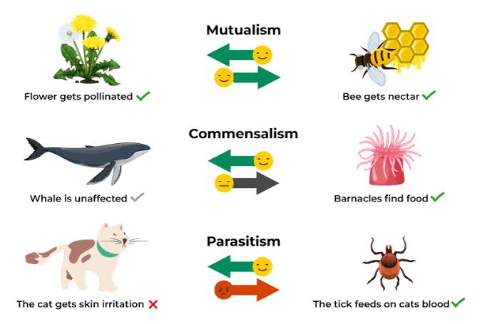 Symbiosis, Parasitism, Commensalism - ClassNotes.ng
