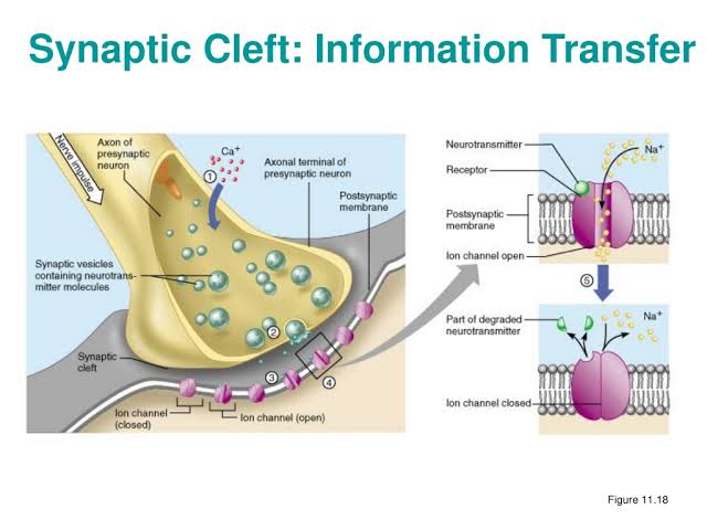 Chemoreception And Mechanoreception - ClassNotes.ng