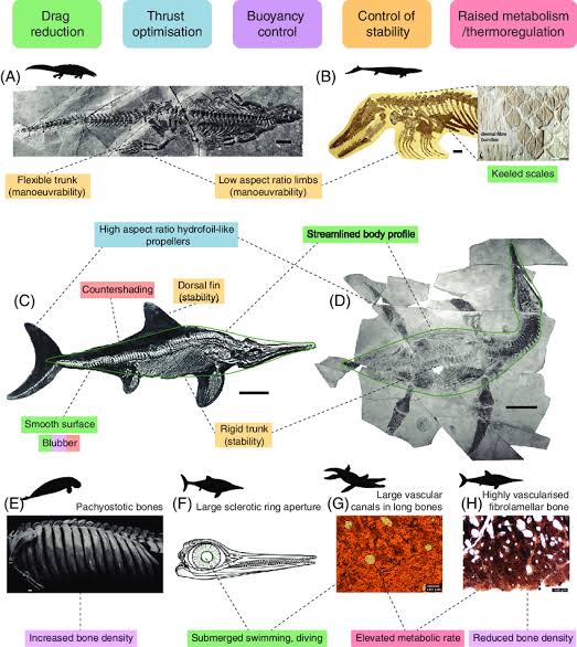 Adaptations In Aquatic And Terrestrial Animals – ClassNotes.ng
