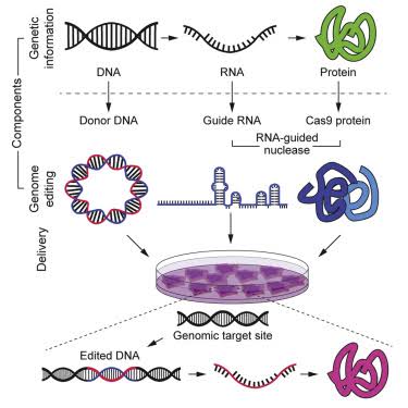 DNA, RNA, And Proteins In Microorganisms - ClassNotes.ng