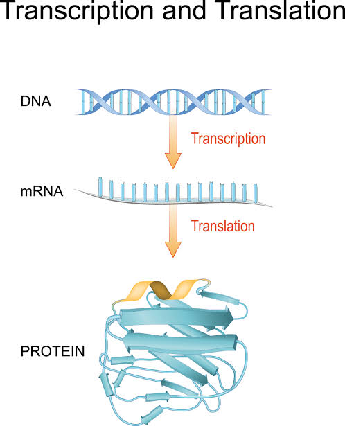 DNA, RNA, And Proteins In Microorganisms - ClassNotes.ng