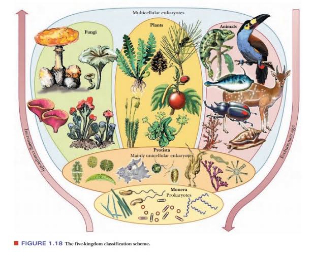 Systems Of Classification (Five Kingdoms, Three Domains). - Class Notes
