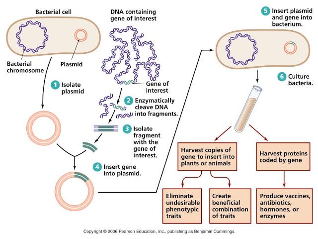 Genetic Engineering Basics - ClassNotes.ng
