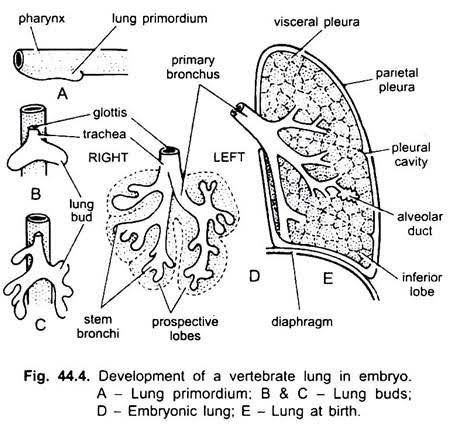 Comparative Respiratory Adaptations - ClassNotes.ng