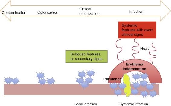 Entry, Colonization, And Infection - ClassNotes.ng