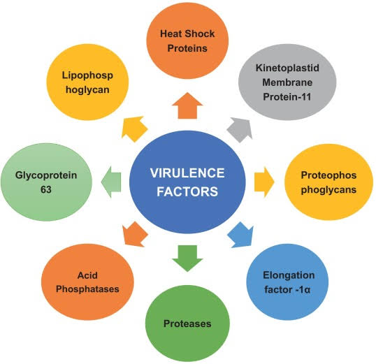 Virulence Factors: Enzymes, Toxins, Capsules - ClassNotes.ng