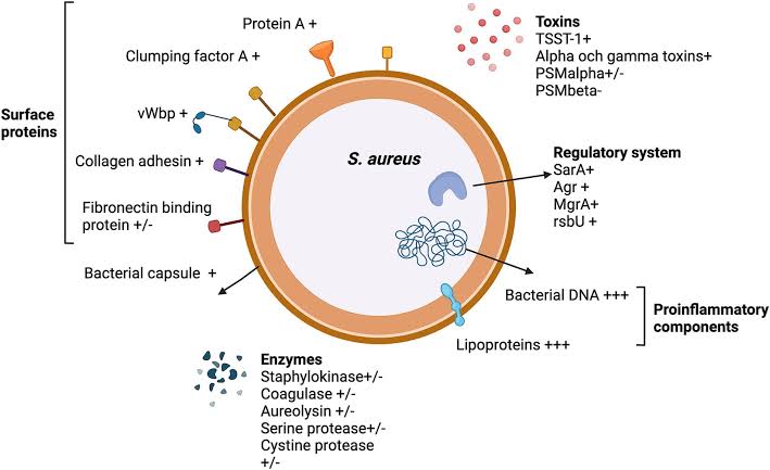 Virulence Factors: Enzymes, Toxins, Capsules - ClassNotes.ng