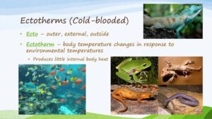 Ectothermy Vs. Endothermy - ClassNotes.ng