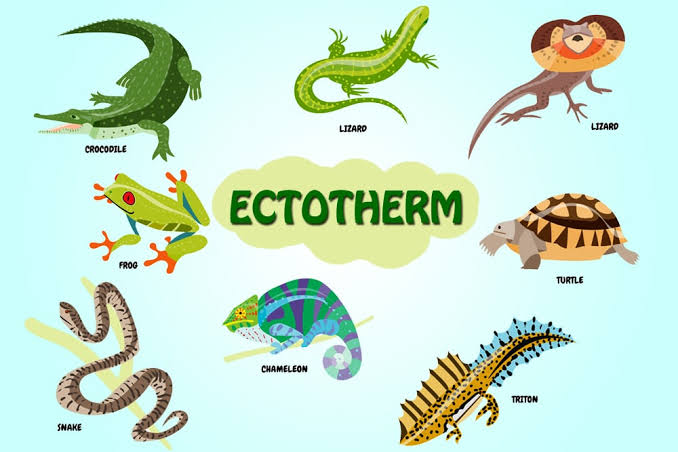 Ectothermy Vs. Endothermy - ClassNotes.ng