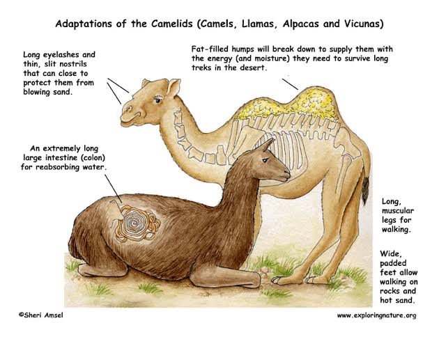 Behavioral And Physiological Adaptations - Class Notes
