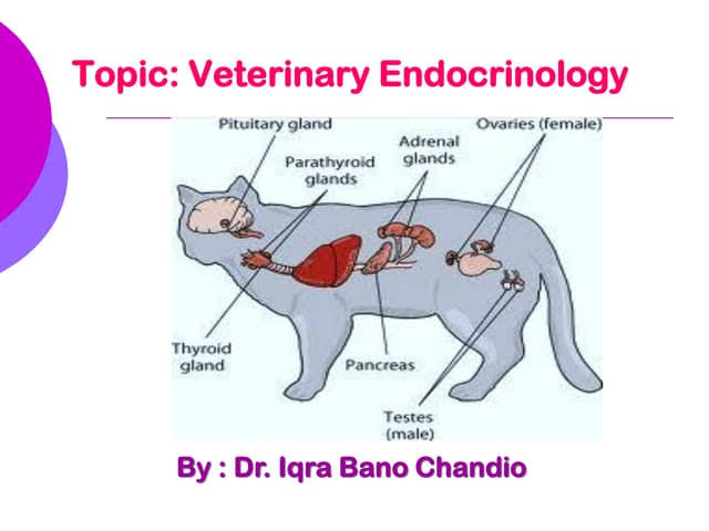 Topics May Include Endocrine Disorders, Respiratory Adaptations, Etc ...