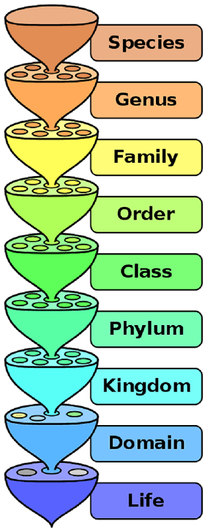Binomial Nomenclature And Rules Of Naming - ClassNotes.ng