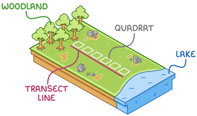 Quadrat And Transect Methods - ClassNotes.ng