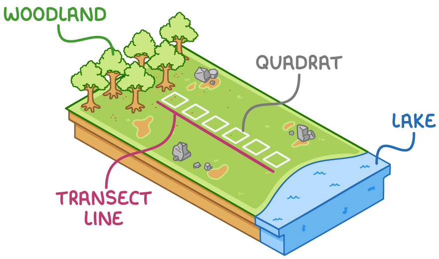 Quadrat And Transect Methods - ClassNotes.ng