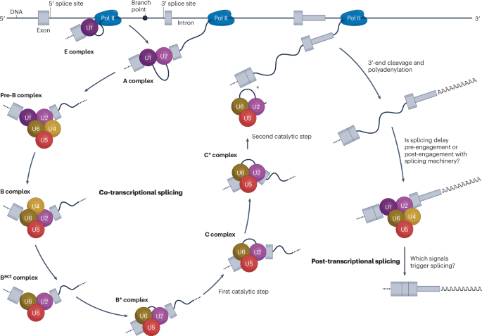 Operon Models (Lac, Trp) - ClassNotes.ng