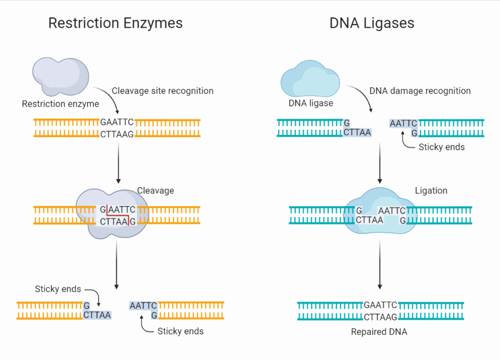 Restriction Enzymes And Dna Ligase - Class Notes