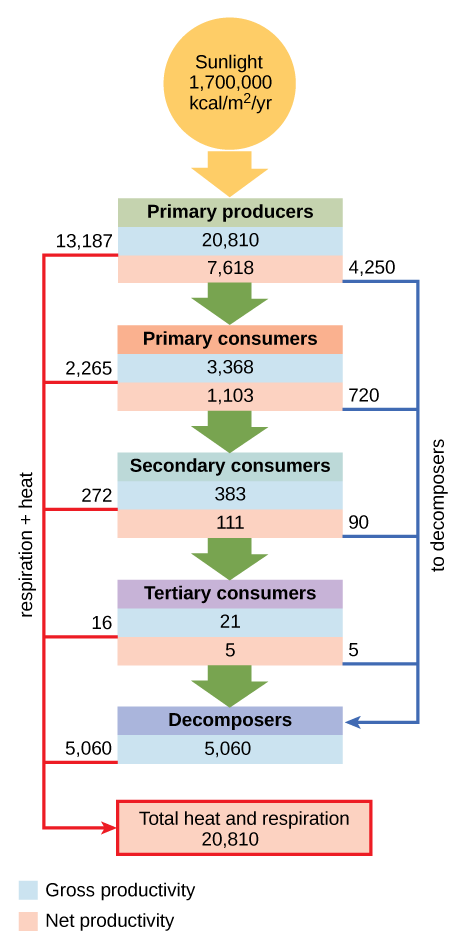 Ecosystem Dynamics & Energy Flow - ClassNotes.ng