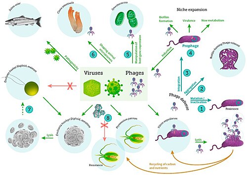 Freshwater And Marine Microbes - ClassNotes.ng