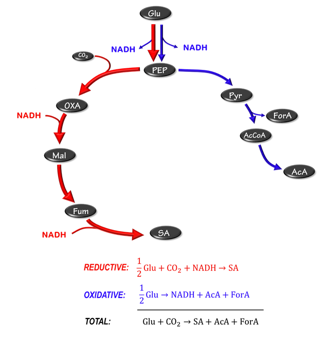 Fermentation: Lactic Acid, Alcoholic, Mixed Acid Fermentation ...