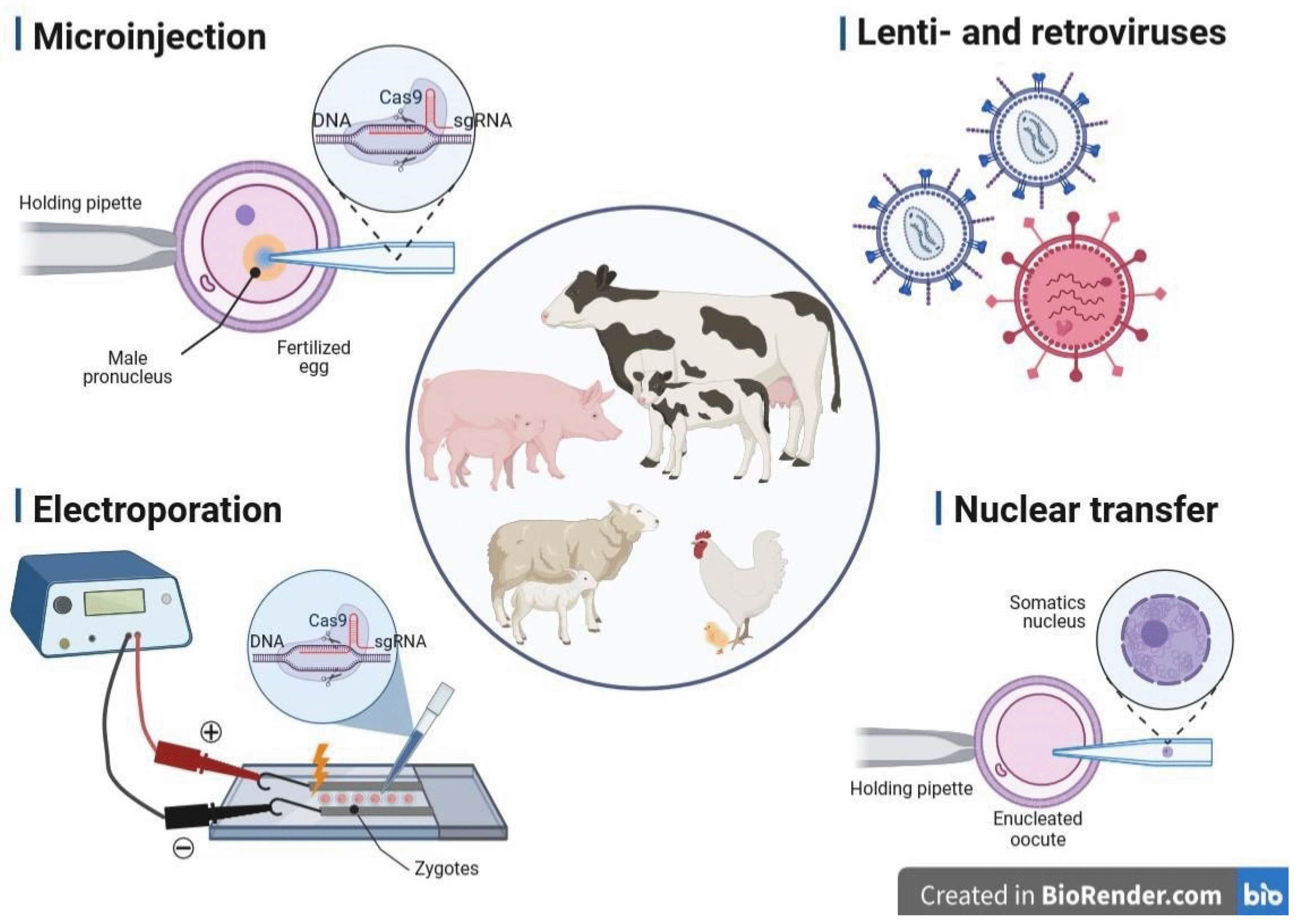 Applications In Gene Knockout, Therapy, Agriculture - ClassNotes.ng