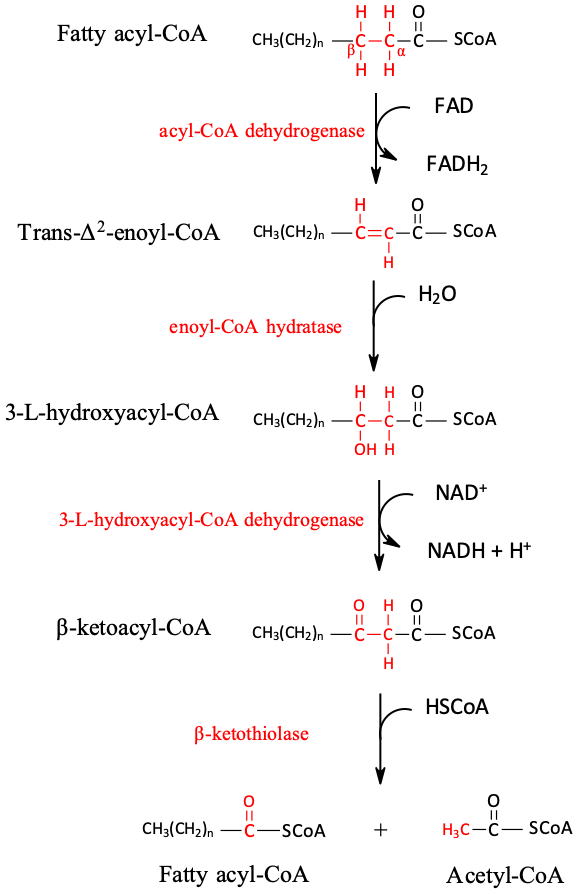 Beta-oxidation Of Fatty Acids - ClassNotes.ng