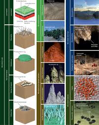Microbial Habitats And Ecosystems - ClassNotes.ng