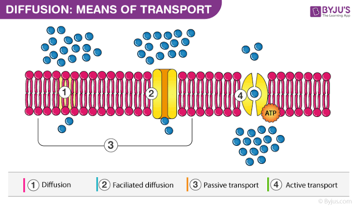 Nutrient Uptake Mechanisms (Diffusion, Active Transport) - ClassNotes.ng