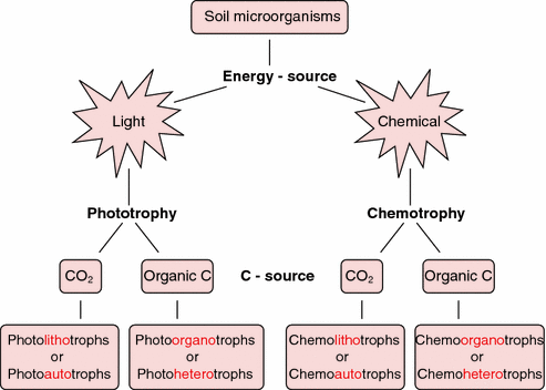 Nutritional Types (Phototrophs, Chemotrophs, Heterotrophs, Autotrophs ...